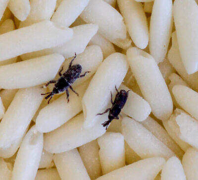 Get Rid of Rice Weevils - Western Fumigation